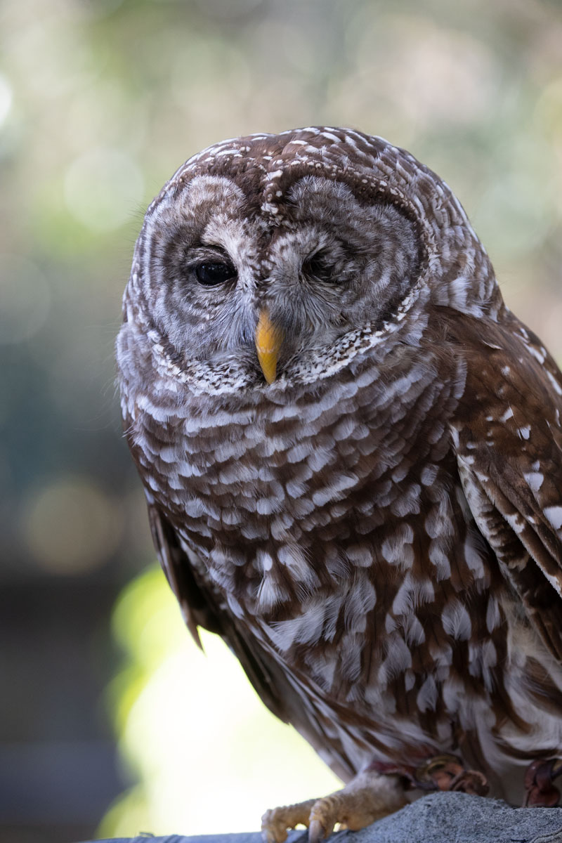 Beautiful Beasts of Busch Wildlife Sanctuary - Jupiter Magazine