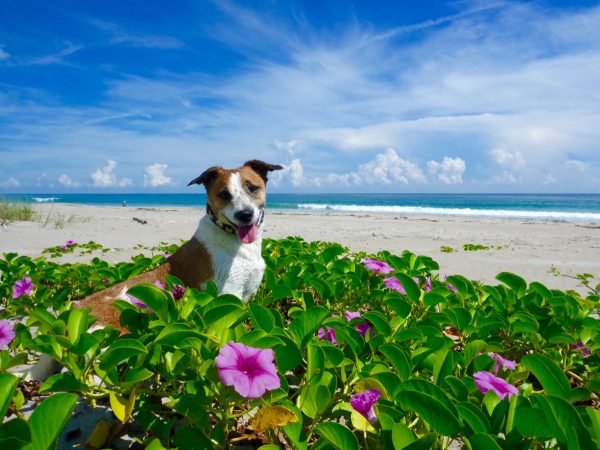 Dog Days of Summer - Jupiter Magazine