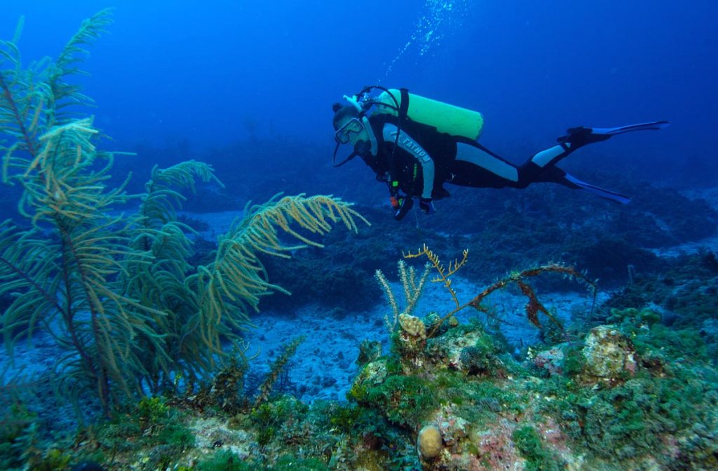 Enjoy an Afternoon of Ocean Film Screenings - Jupiter Magazine